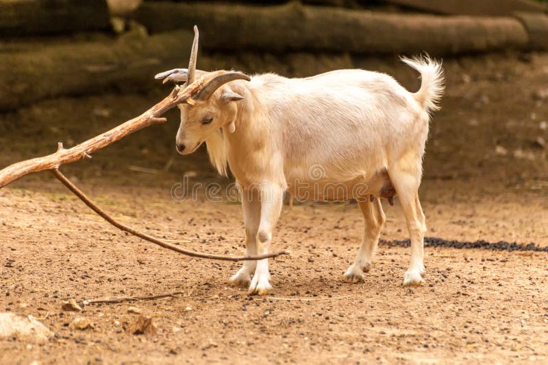 Goat Scratching His Own Back with Horns Stock Photo - Image of scratch ...