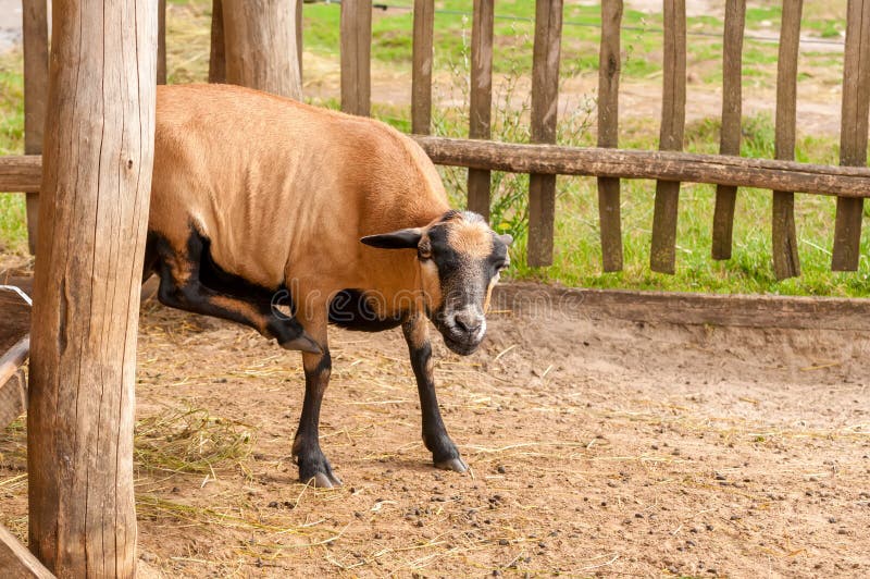 Goat Scratching His Own Back with Horns Stock Photo - Image of scratch ...