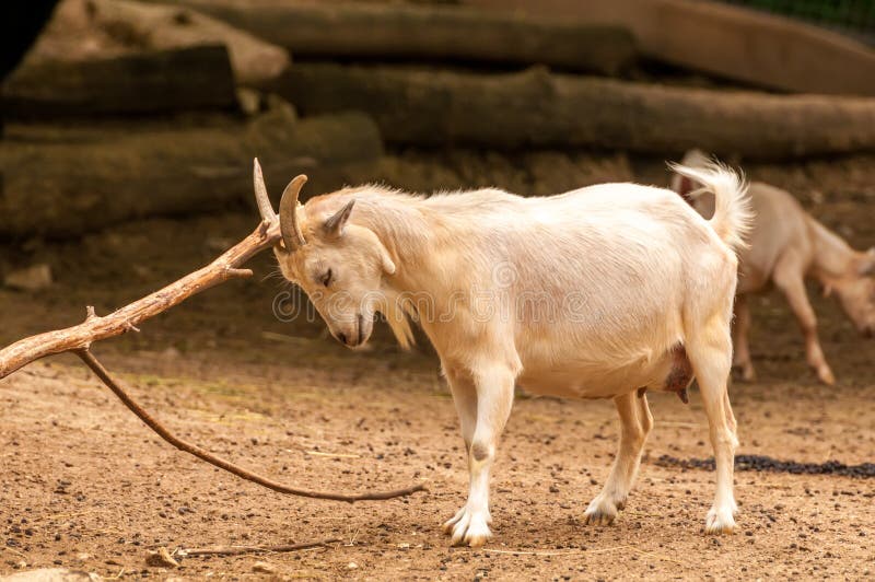 Goat Scratching with Its Muzzle Stock Photo - Image of rural, furry ...