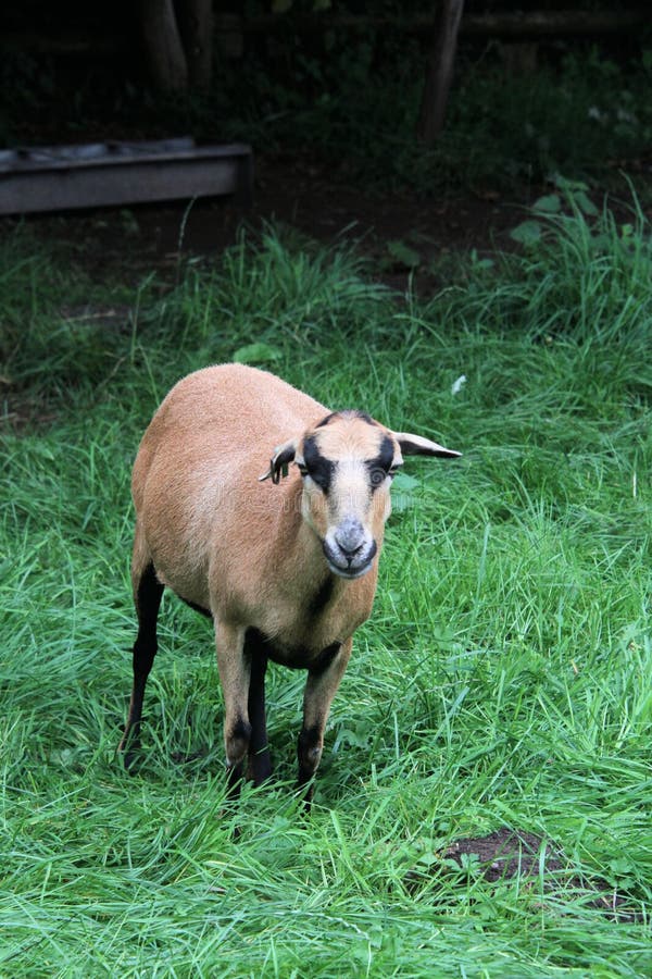 A view of a Goat stock image. Image of grass, close - 200927971