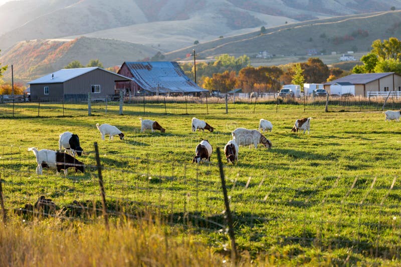 View of Goats Grazing in the Farm in Avon, Utah Stock Photo - Image of ...