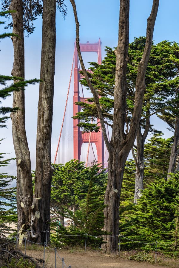 View of Golden Gate Bridge Framed by Trees at Presidio Park Stock Image ...