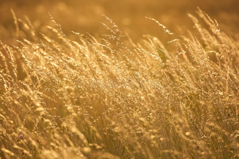 View of Golden Grass Field on the Sunset Stock Photo - Image of dusk ...