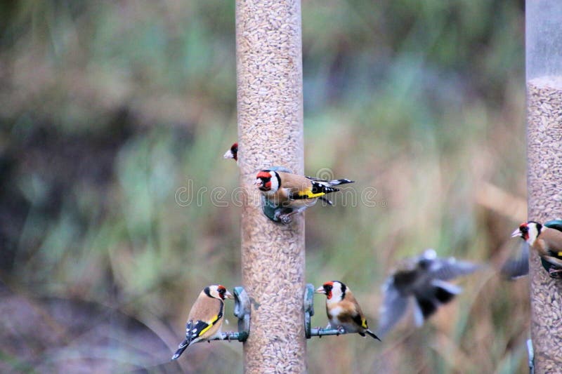 A view of a Goldfinch stock photo. Image of swan, shorebird - 306698440