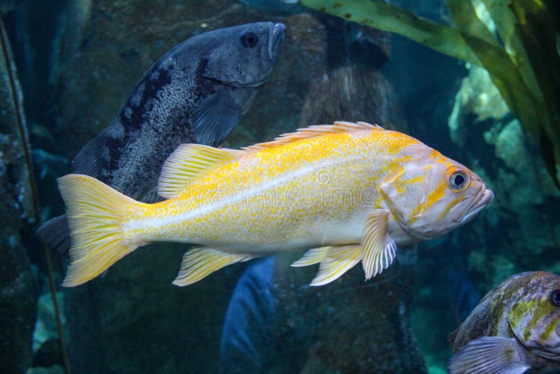 View of the Goldfish in the Aquarium Stock Image - Image of aquarium ...