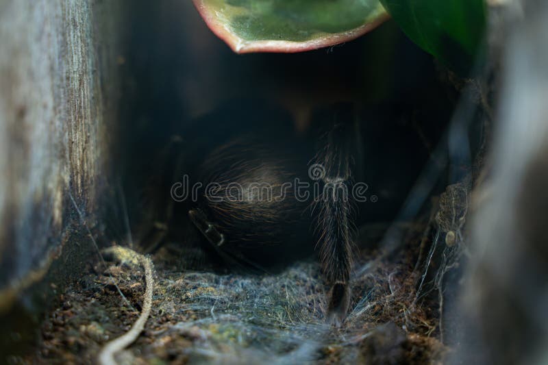 View of Goliath Bird Eating Tarantula at the Toronto Zoo Stock Image ...
