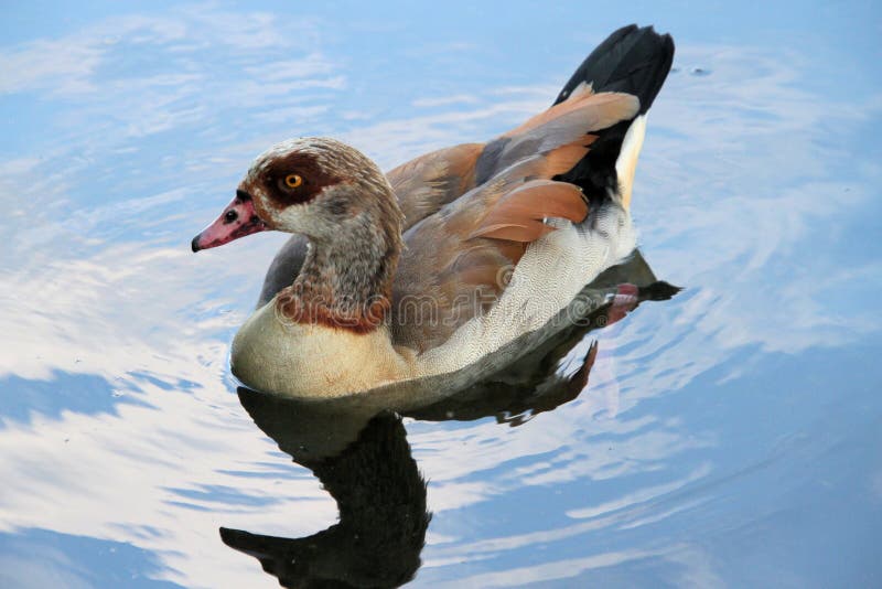 A View of a Goose in London Stock Image - Image of outdoor, mute: 268872435