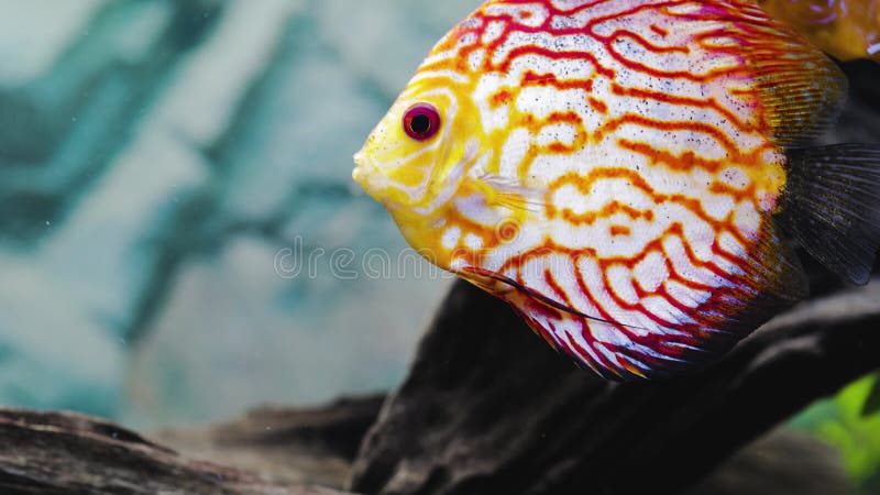 View of Gorgeous Checkerboard Red Map Discus Aquarium Fish Isolated on ...