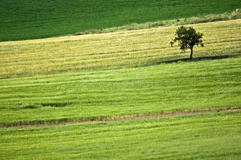 A Field in the Daytime, Along with the Clouds in the Sky Stock Photo ...