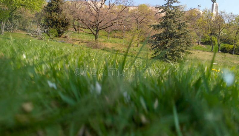 997 Ground Level View Grass Stock Photos - Free & Royalty-Free Stock ...