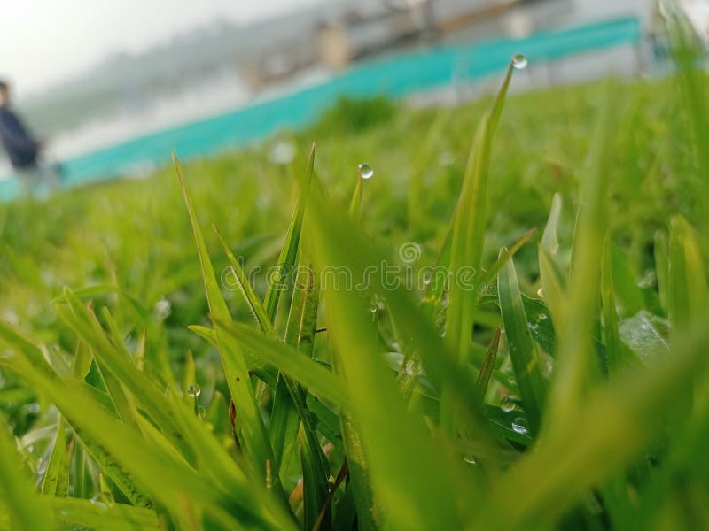 View of the Grass after the Rain Let Up Stock Photo - Image of rain ...