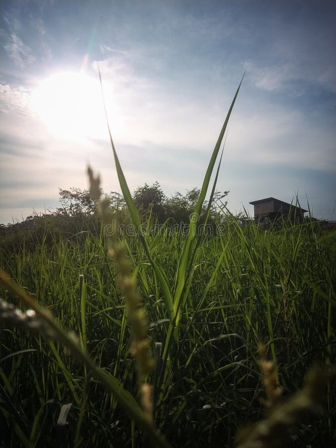 View of Grass, Small House and Evening Sun Stock Photo - Image of view ...