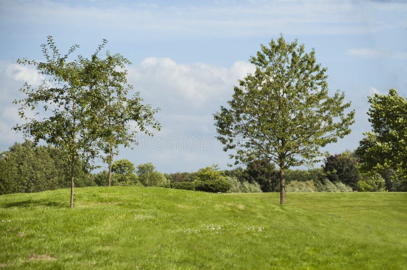 View Of Grass, Trees And Bushes Stock Photo - Image of outside, green ...
