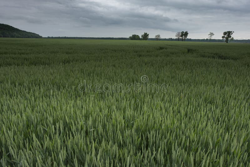 View of Grasses in an Open Field Stock Photo - Image of natural ...