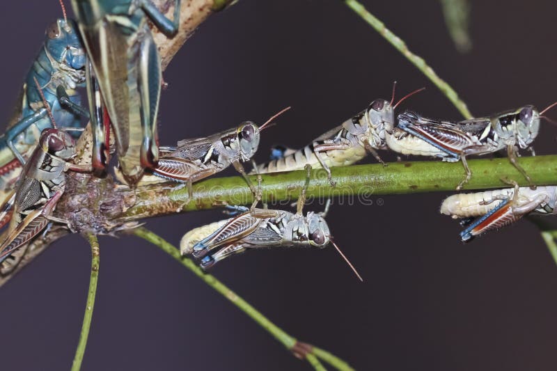 A View of Grasshoppers on a Branch Stock Image - Image of tree, orange ...