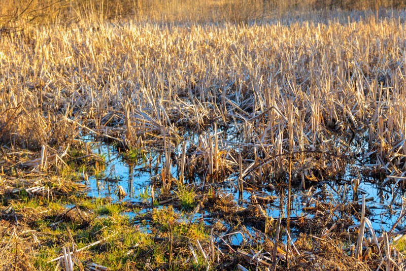View of Grassy Wetland at Spring Stock Photo - Image of background ...