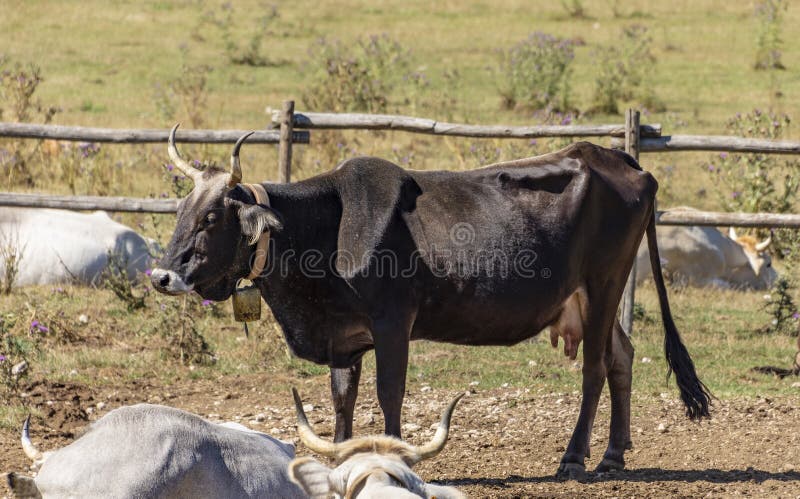 View grazing cows stock photo. Image of graze, pasture - 156359770
