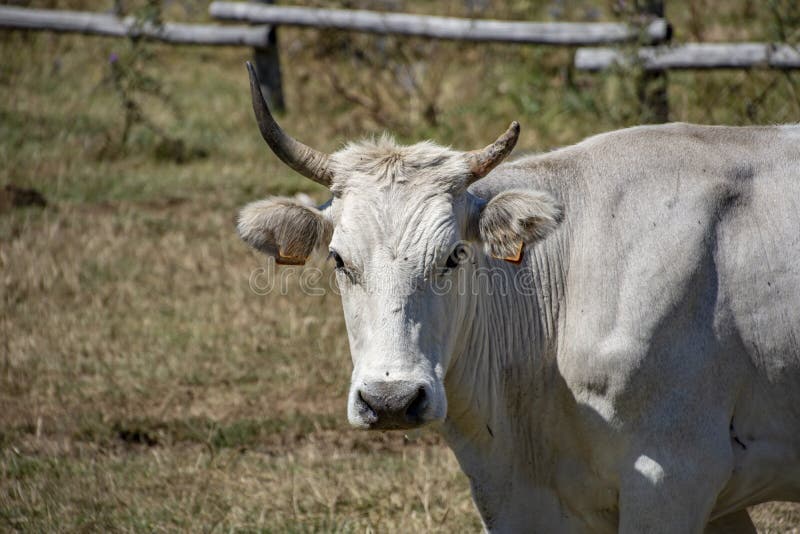 View grazing cows stock image. Image of veal, cattle - 156366877