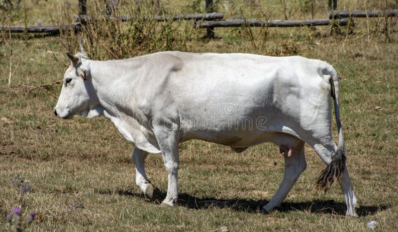 View grazing cows stock image. Image of group, animal - 156367319