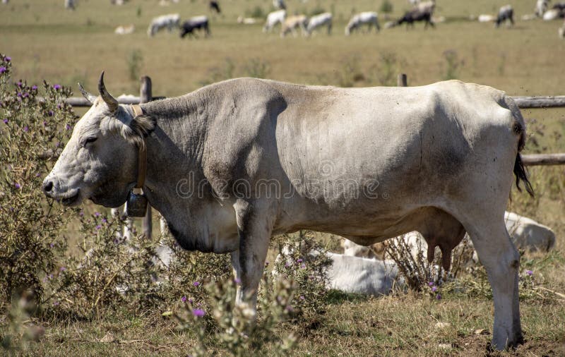 View grazing cows stock photo. Image of bull, graze - 156367552