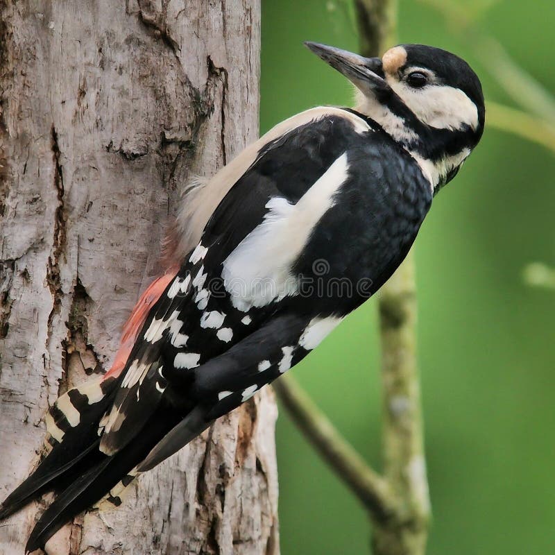 A View of a Greater Spotted Woodpecker Stock Illustration ...