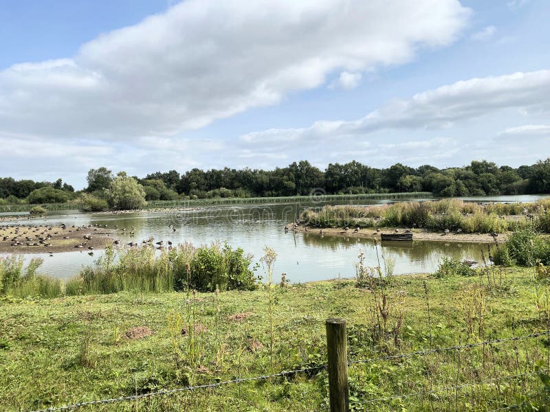 A View of a Great White Egret Stock Image - Image of white, pool: 340724287