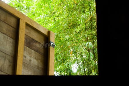 The View of the Green Bamboo Tree Stock Photo - Image of beautiful ...