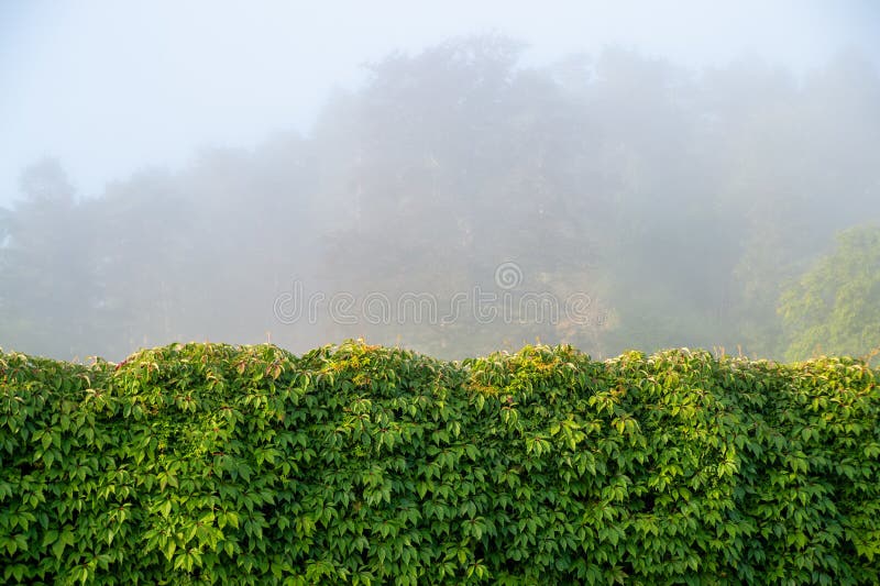 View of Green Bushes with a Gloomy Background Stock Image - Image of ...