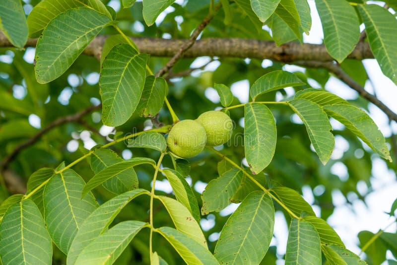 Two Common Walnuts in Growth Attached To Single Branch with Visible ...