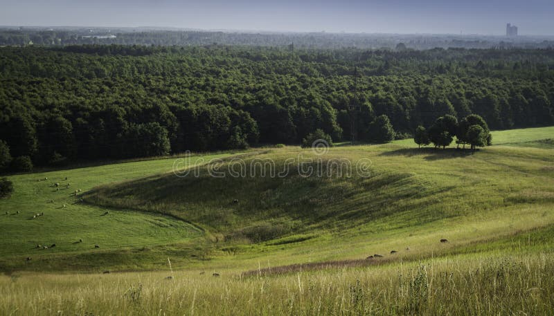 Green field and forest stock photo. Image of view, grass - 114975882