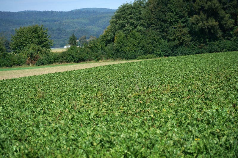 View of a Green Field in a Farm Stock Photo - Image of nature, outdoor ...