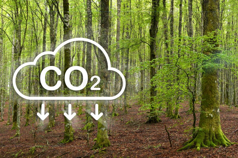 View of a Green Forest. Concept of CO2 Reduction for the Environment ...