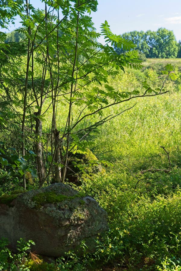 Rowan Tree among Stones on Konevets Island. Stock Image - Image of view ...