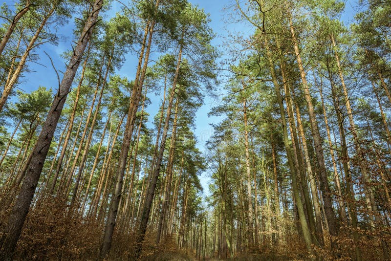 Long Forest Path With Tall Trees And Blue Sky`s Stock Image - Image of ...