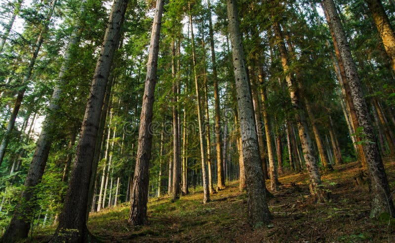 View of green forest stock image. Image of tourism, hill - 68255221