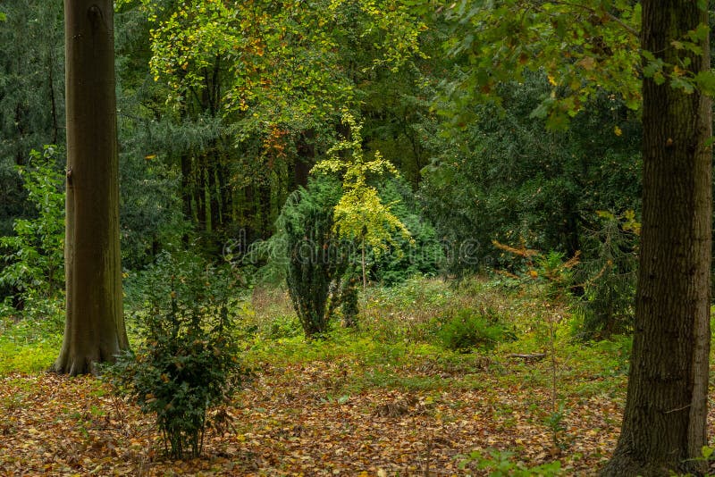 View of Green Forest with Various Types of Trees and Plants Growing ...