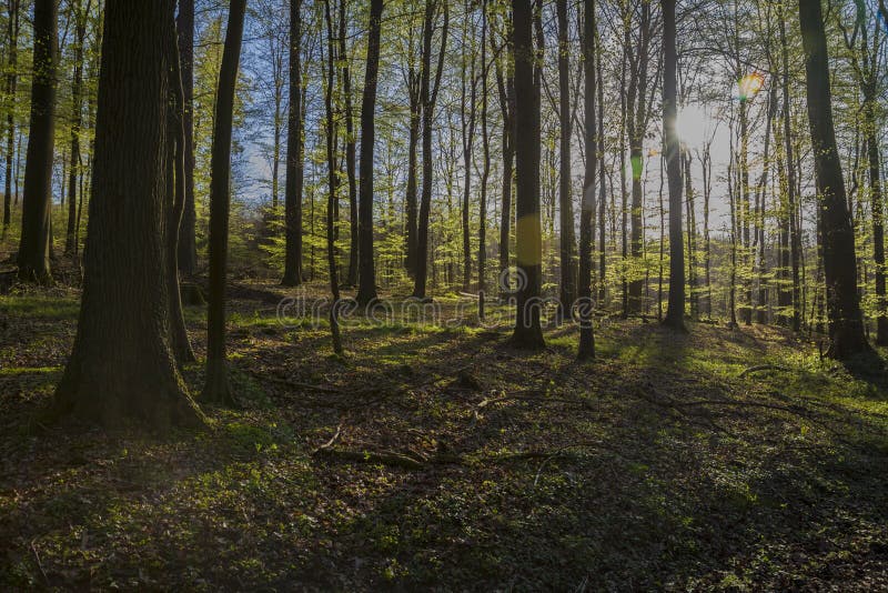 The View through the Green Forest Stock Image - Image of forest ...