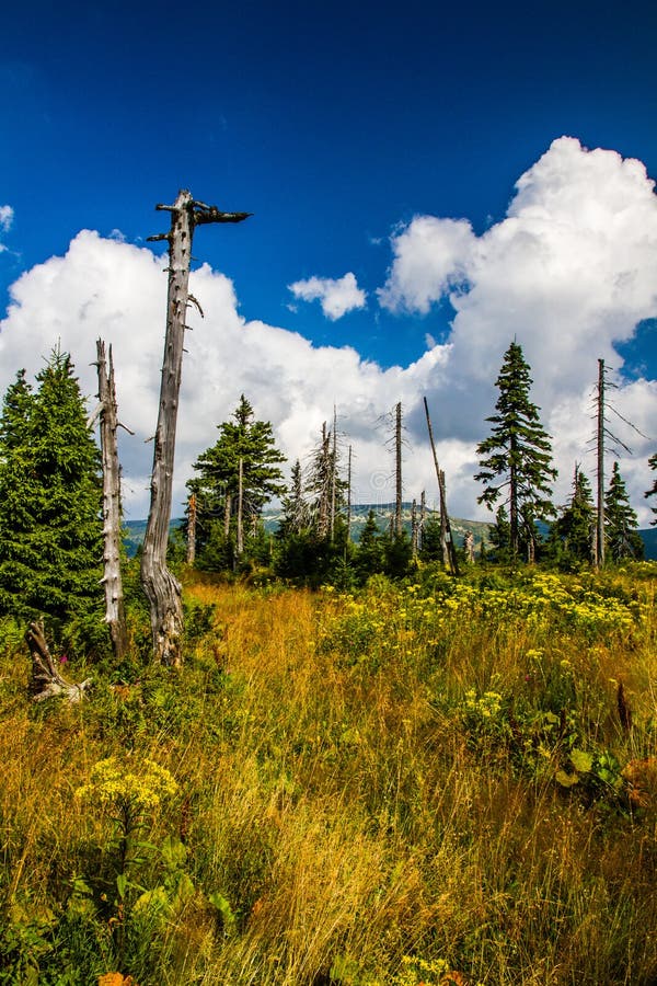 View of Green Grass and Tree Trunks in Mountain Stock Photo - Image of ...