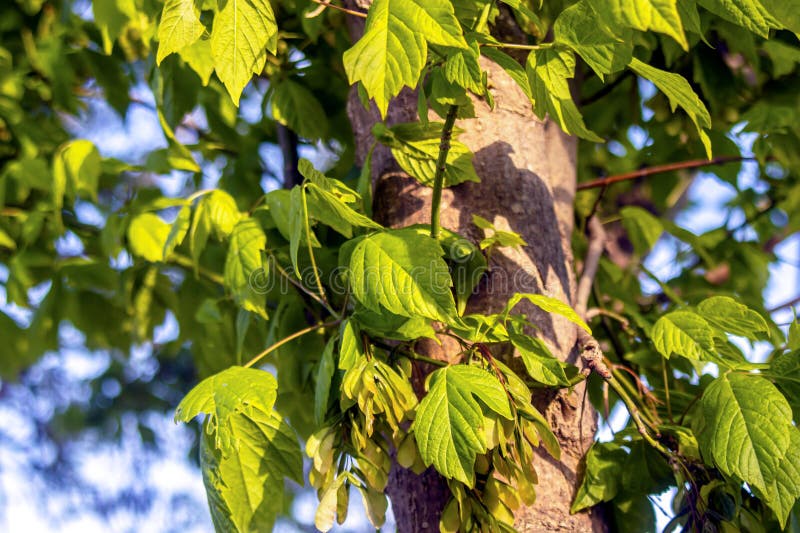 View of Green Leaves and Tiny Branches of the Tree in the Daylight in ...