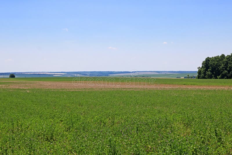 View of Green Lucerne Field Under Blue Sky Stock Photo - Image of crop ...