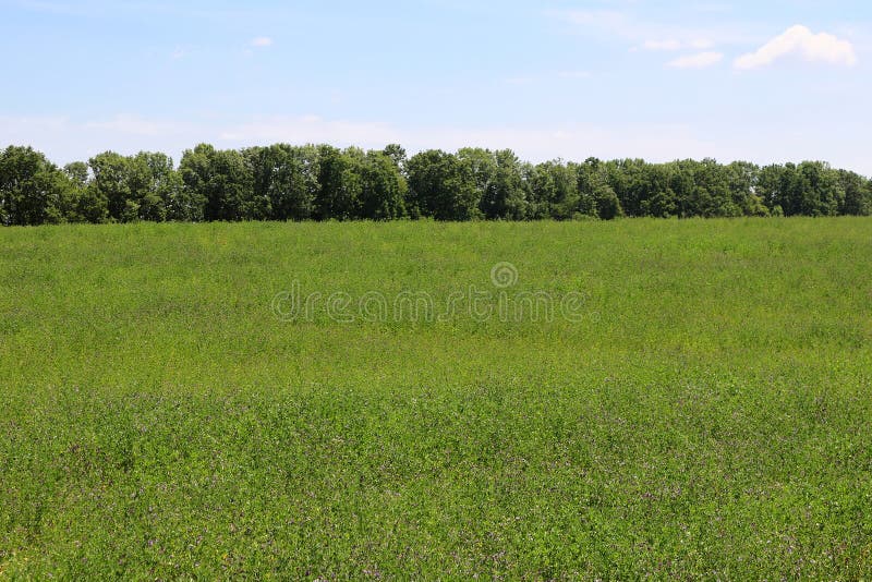 View of Green Lucerne Field Under Blue Sky Stock Image - Image of ...