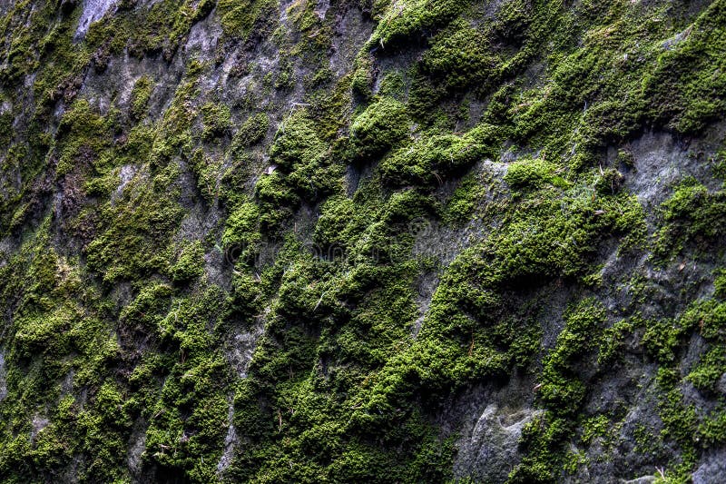 View of Green Moss on Wet Rock, Moss on Stone Stock Image - Image of ...