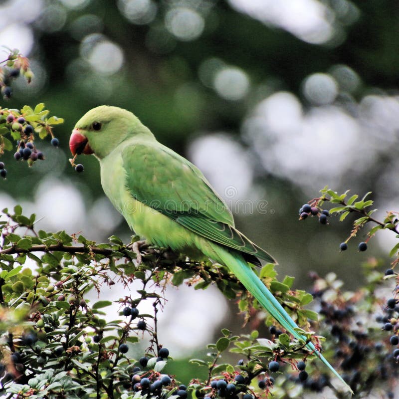A view of a Green Parakeet stock photo. Image of woods - 159682114