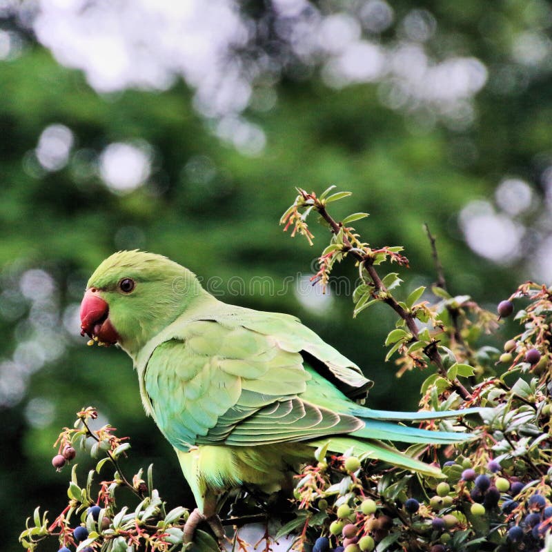A view of a Green Parakeet stock image. Image of whitchurch - 159682129