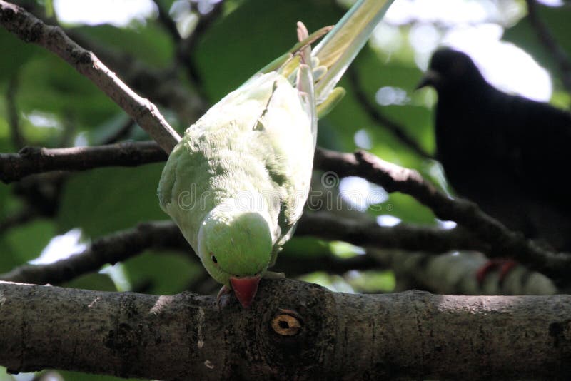 A view of a Green Parakeet stock image. Image of outdoors - 193047421