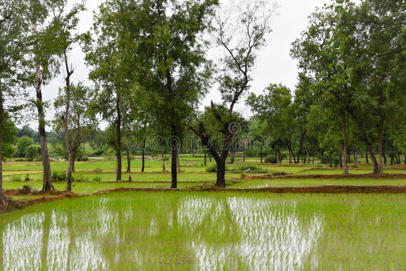 View of Green Rice Field in Rural India Stock Image - Image of ...