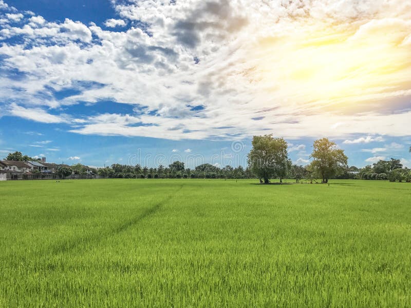 The View of Green Rice Field with Sunlight on Clear Sky in the Morning ...