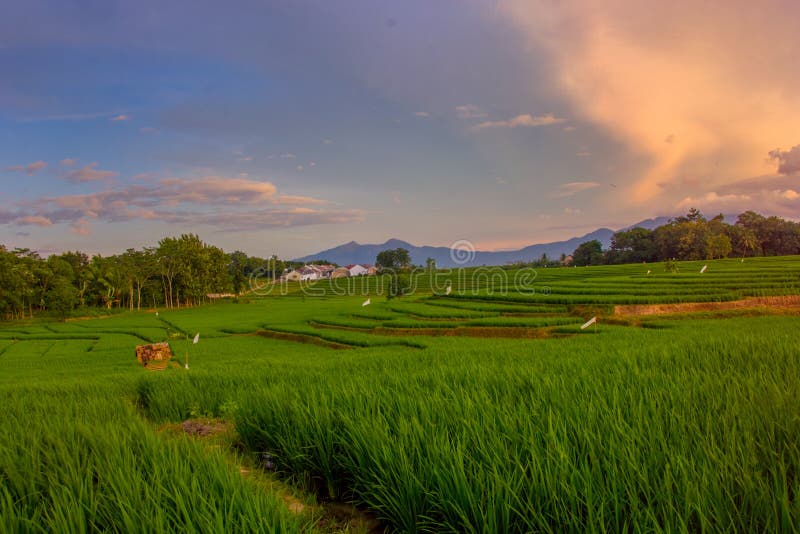 View of Green Rice Fields Blowing in the Wind in the Afternoon. Stock ...