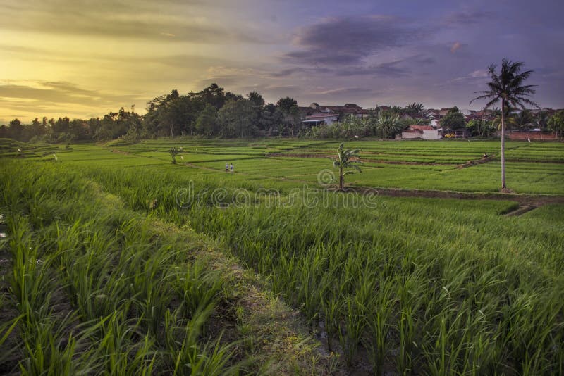 View of Green Rice Fields Blowing in the Wind in the Afternoon. Stock ...