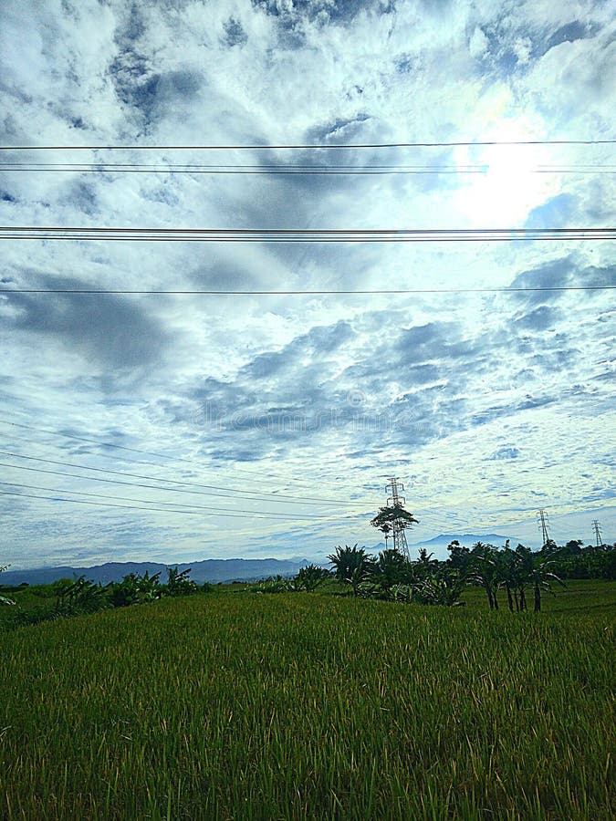 View of Green Rice Fields with Bright Clouds in the Morning Surrounded ...